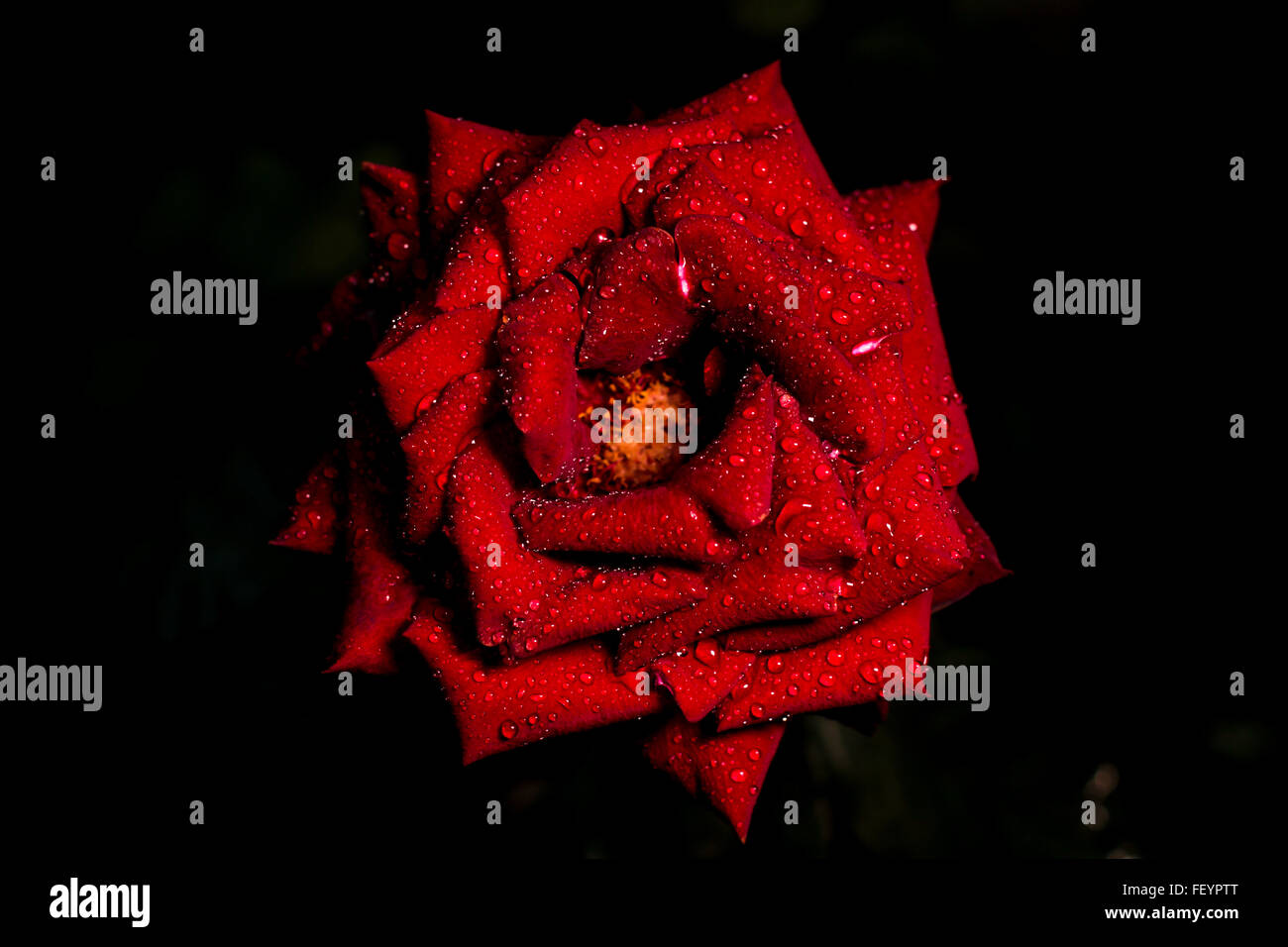 Image of a red rose shot at night after a summer rain Stock Photo - Alamy