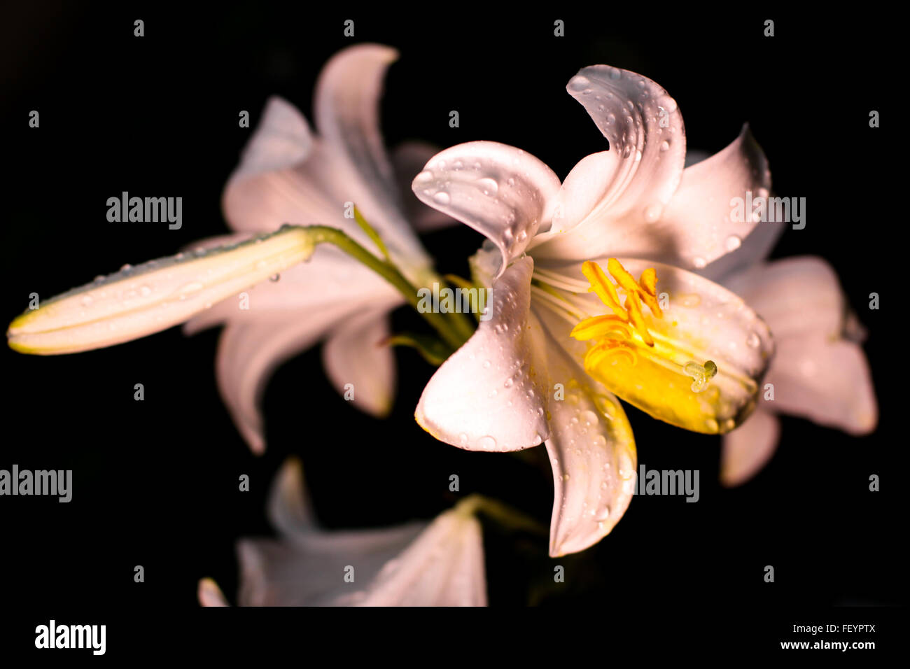 Night lily hi-res stock photography and images - Alamy