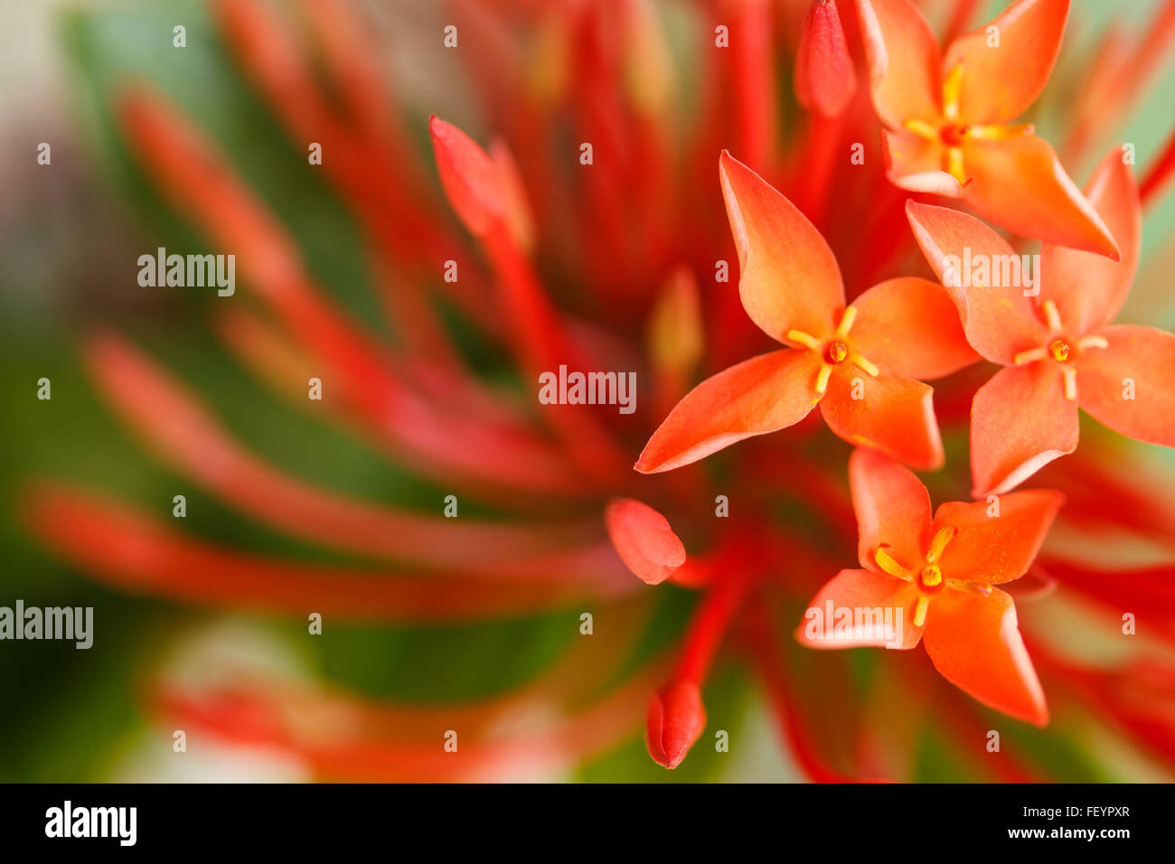 Ixora flowers in the garden Stock Photo - Alamy