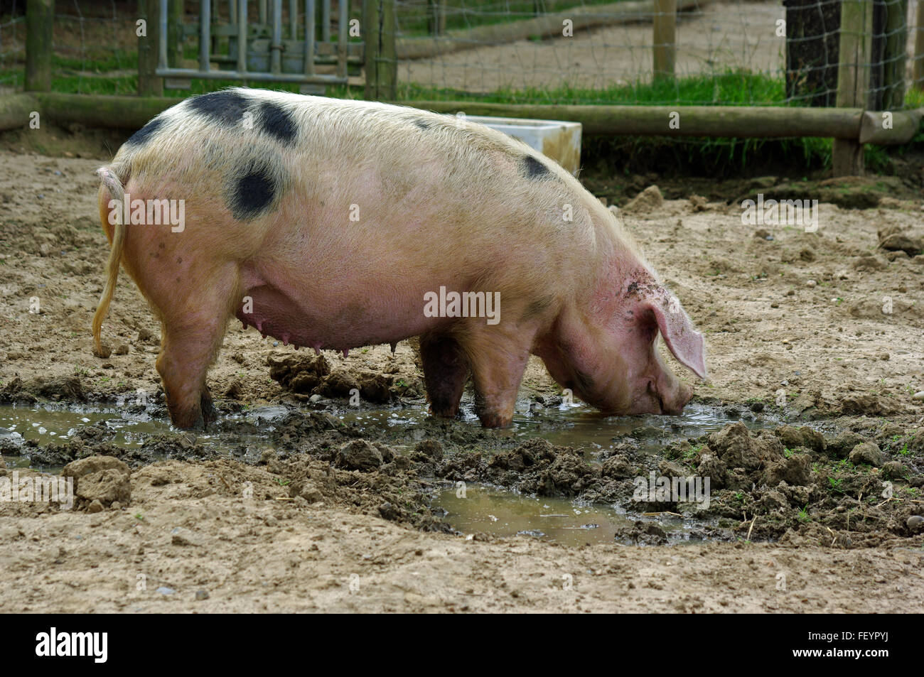 Old spot pig hi-res stock photography and images - Alamy