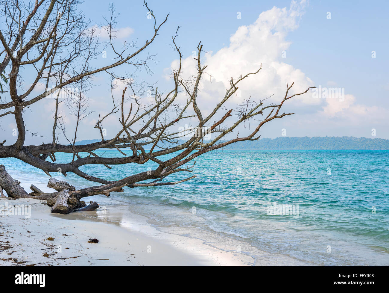 A Fallen dry tree at a beach with turquoise water Stock Photo - Alamy