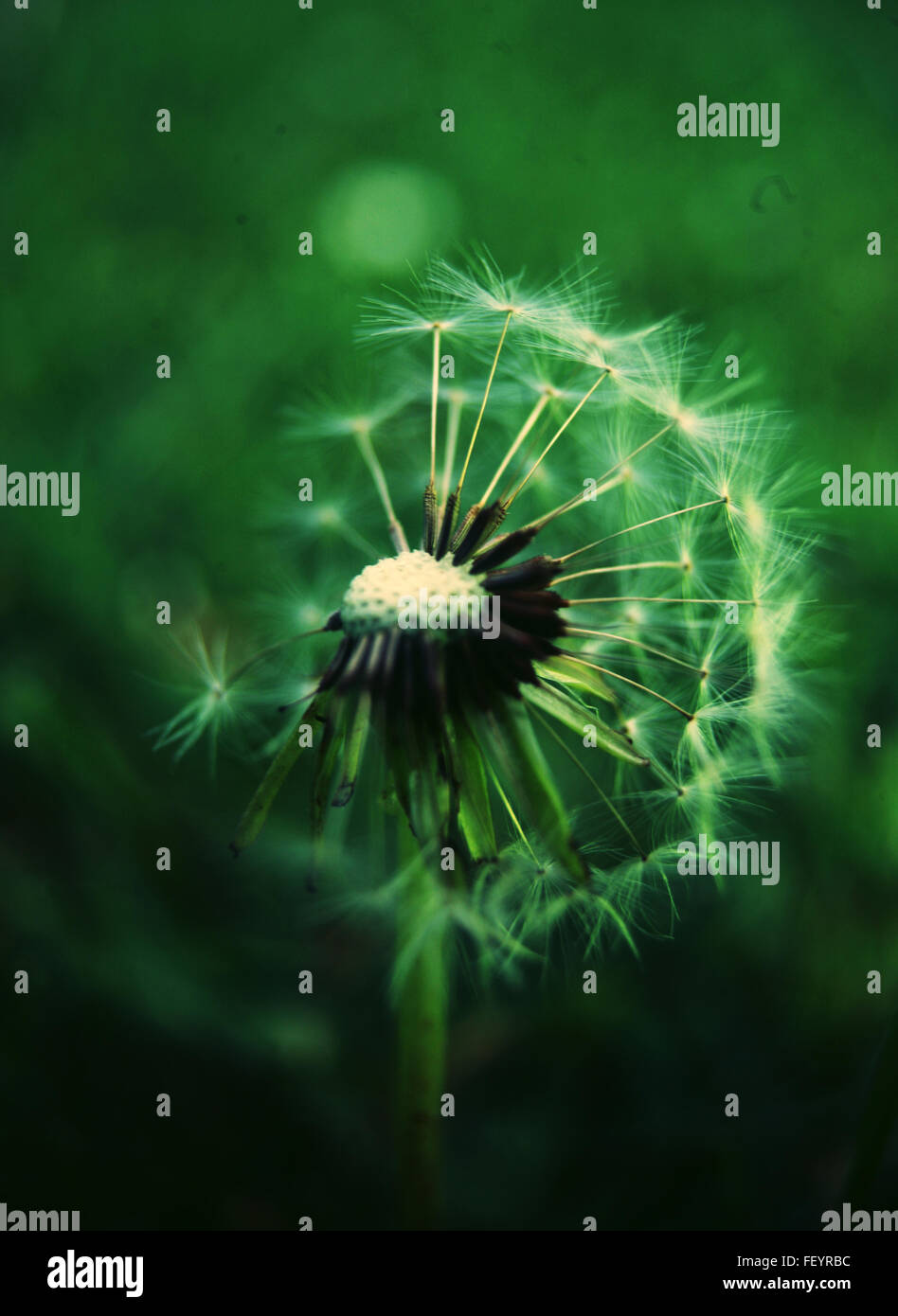 gardening, seeds, nature, still life, macro photography, color ...
