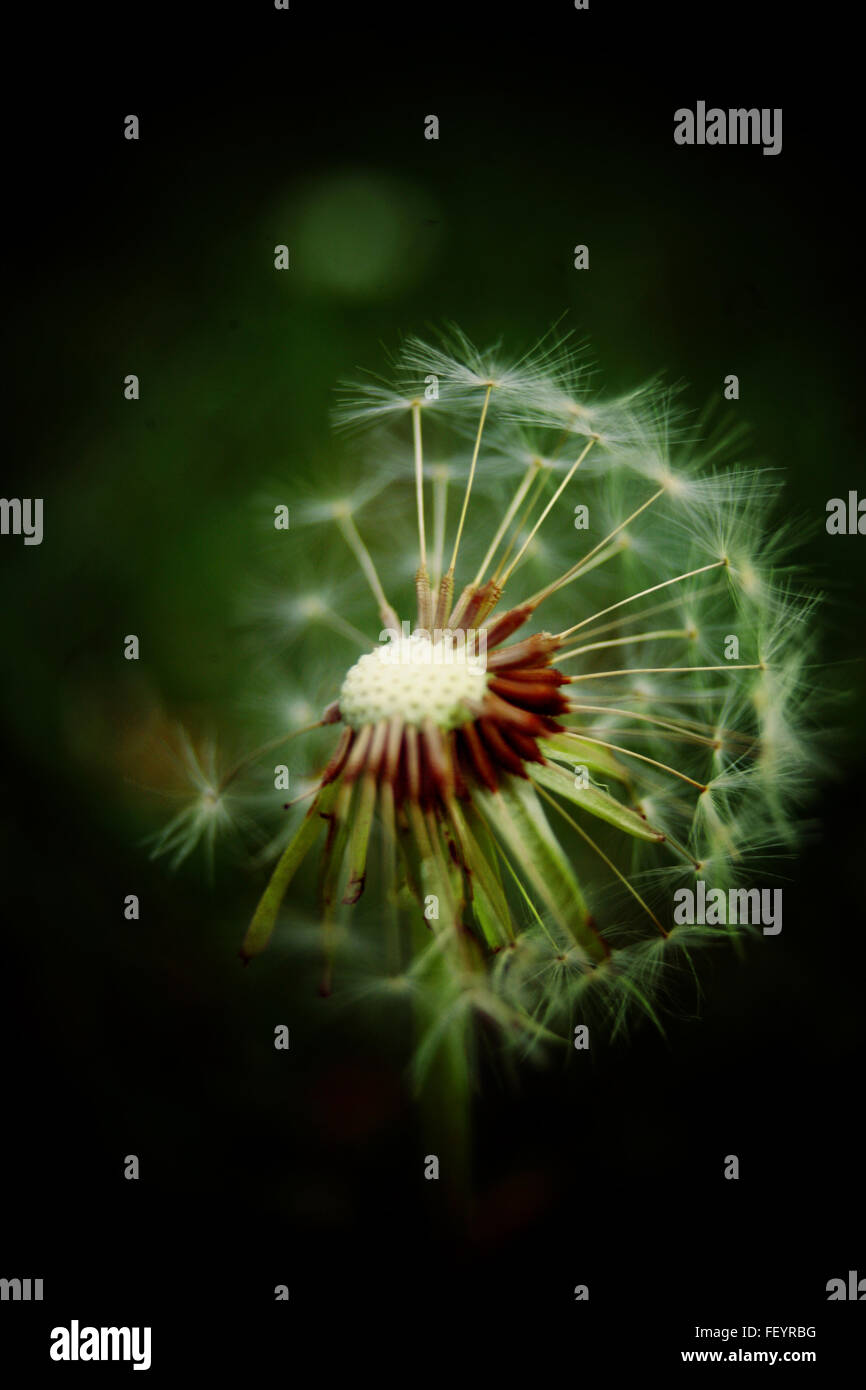 Green dandelion hi-res stock photography and images - Alamy