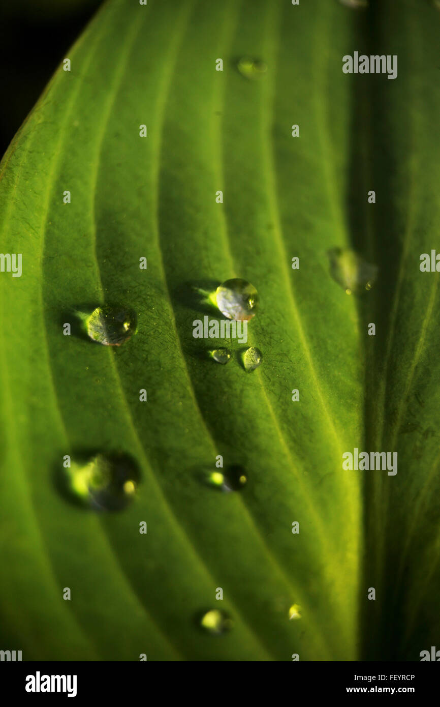 Greenery and water hi-res stock photography and images - Alamy