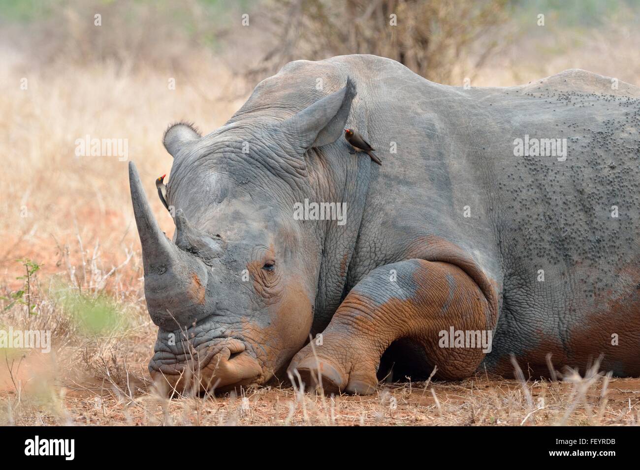 Two toed bird hi-res stock photography and images - Alamy