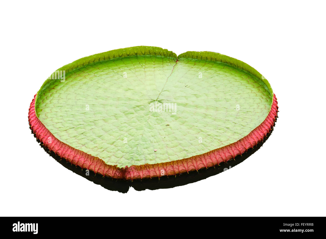 The big lotus leafs isolated on white background Stock Photo - Alamy