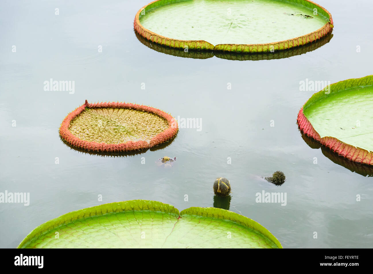 The big lotus leafs isolated on white background Stock Photo - Alamy