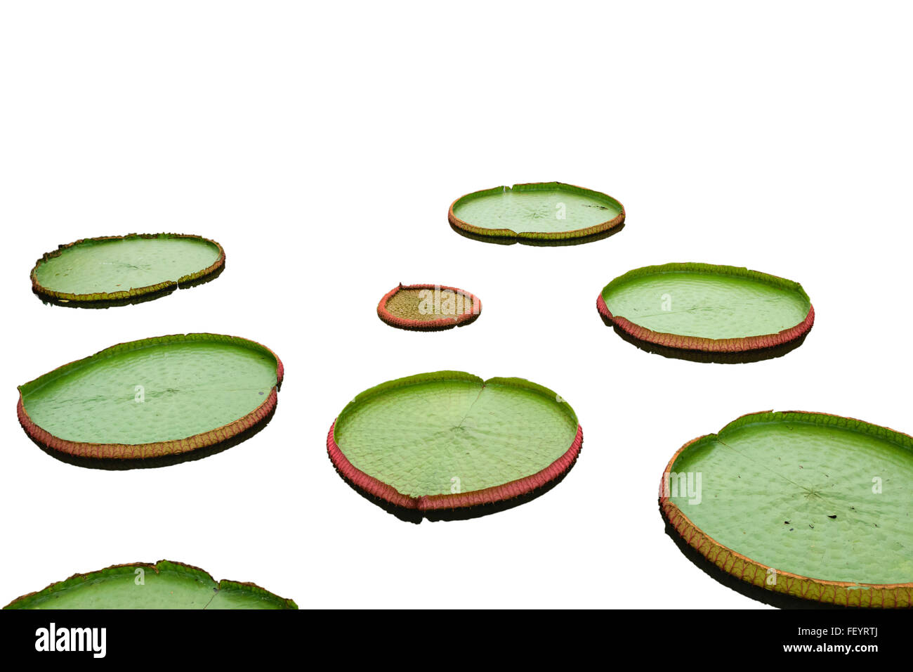 The big lotus leafs isolated on white background Stock Photo - Alamy