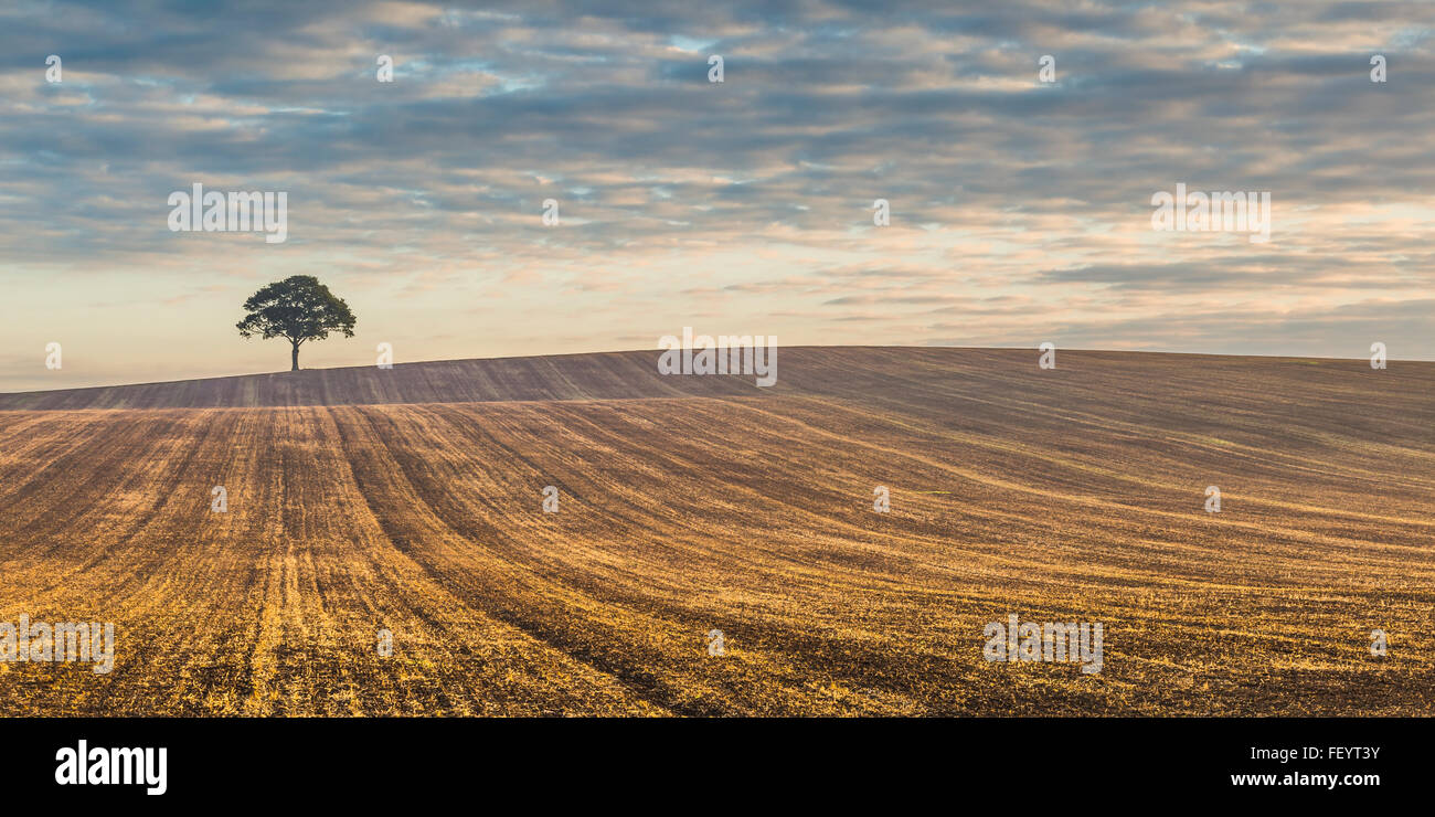 Tree skyline hi-res stock photography and images - Alamy