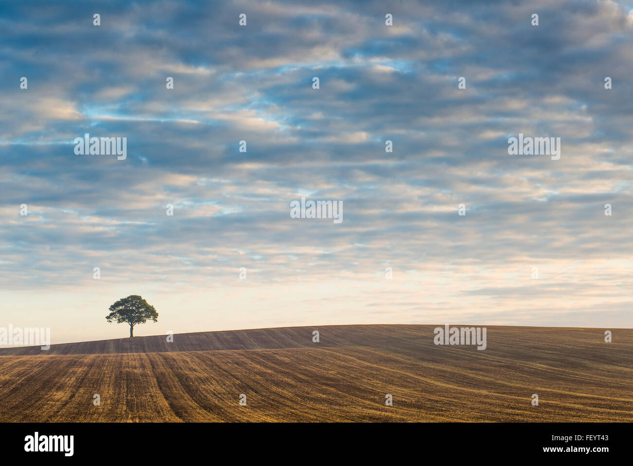Tree on skyline hi-res stock photography and images - Alamy