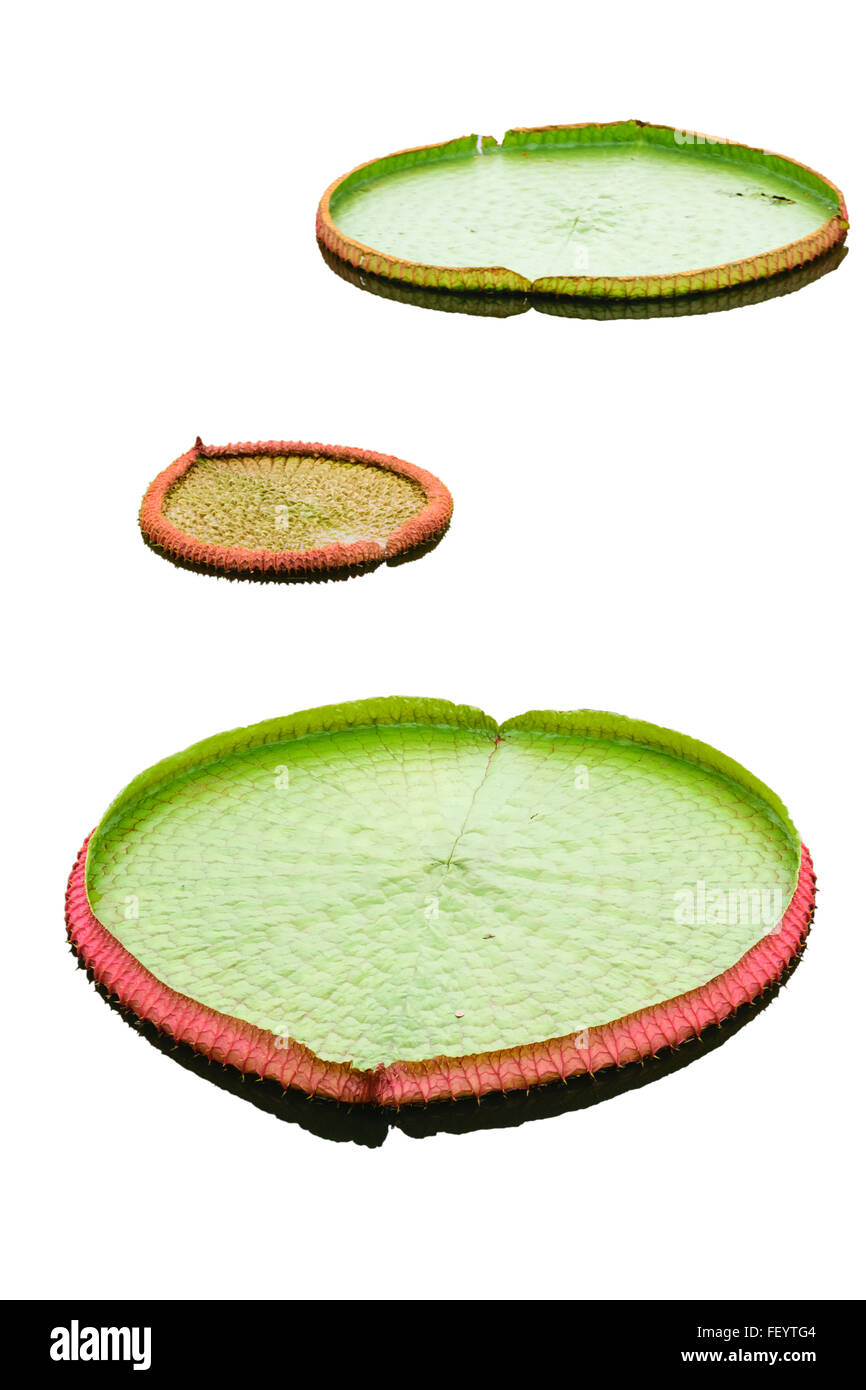 The big lotus leafs isolated on white background Stock Photo - Alamy