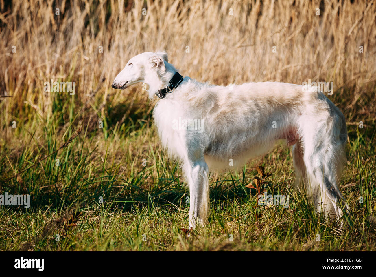 White Russian Borzoi, Borzaya Hunting Dog in field, meadow Stock Photo ...
