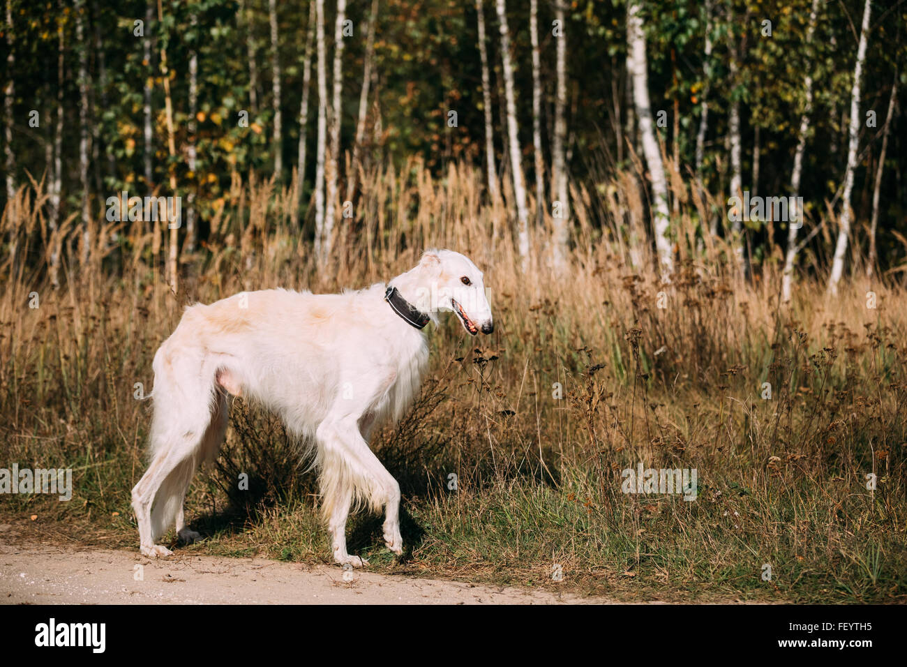 White Russian Borzoi, Hunting Dog running in forest Stock Photo - Alamy