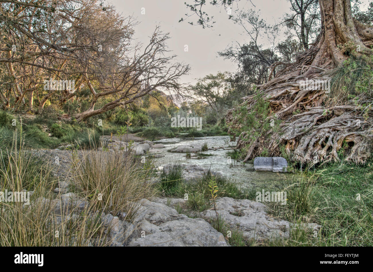 Namibia, A desert oasis near Sossusvlei Stock Photo - Alamy