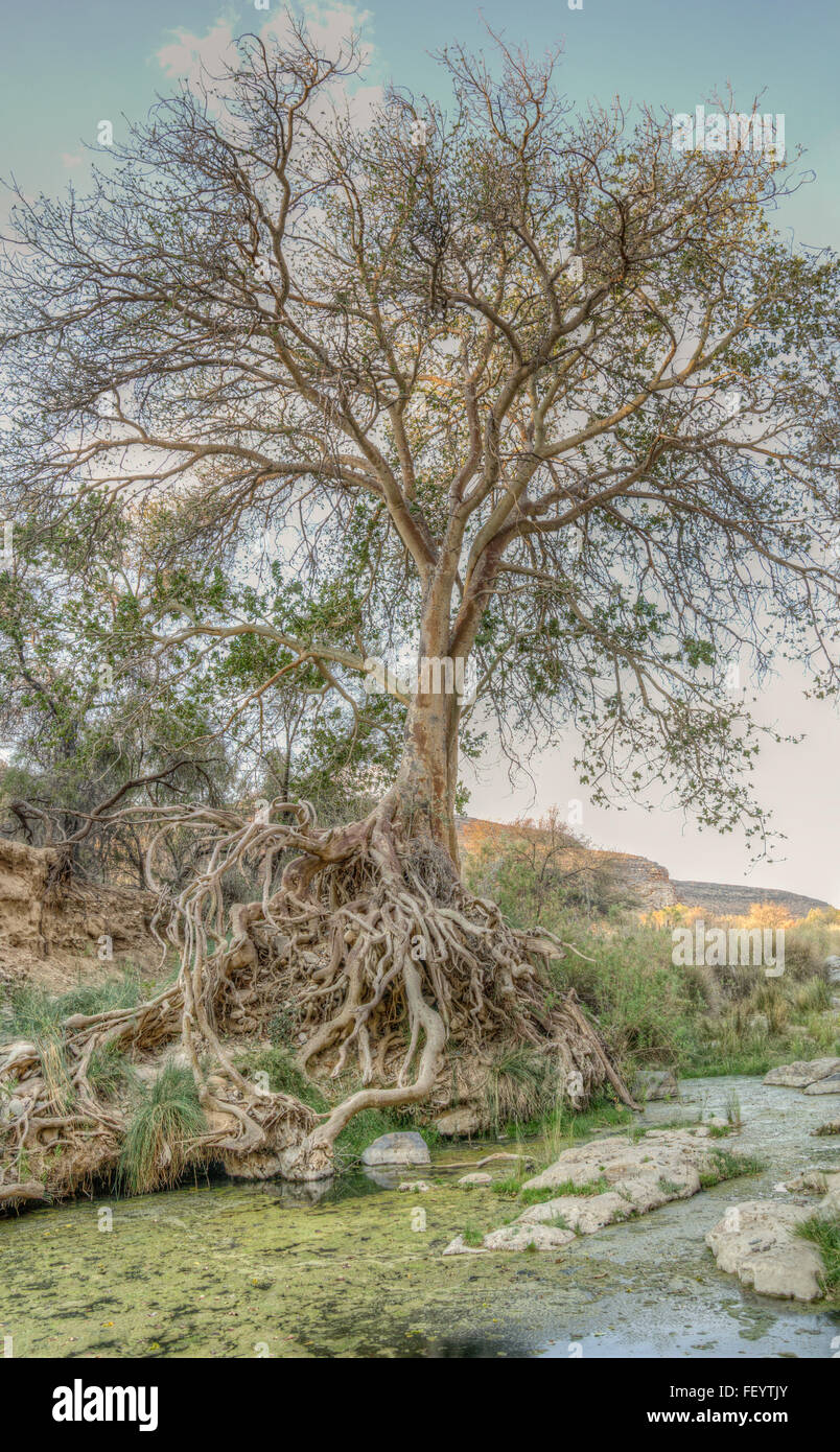 Namibia, A desert oasis near Sossusvlei Stock Photo - Alamy
