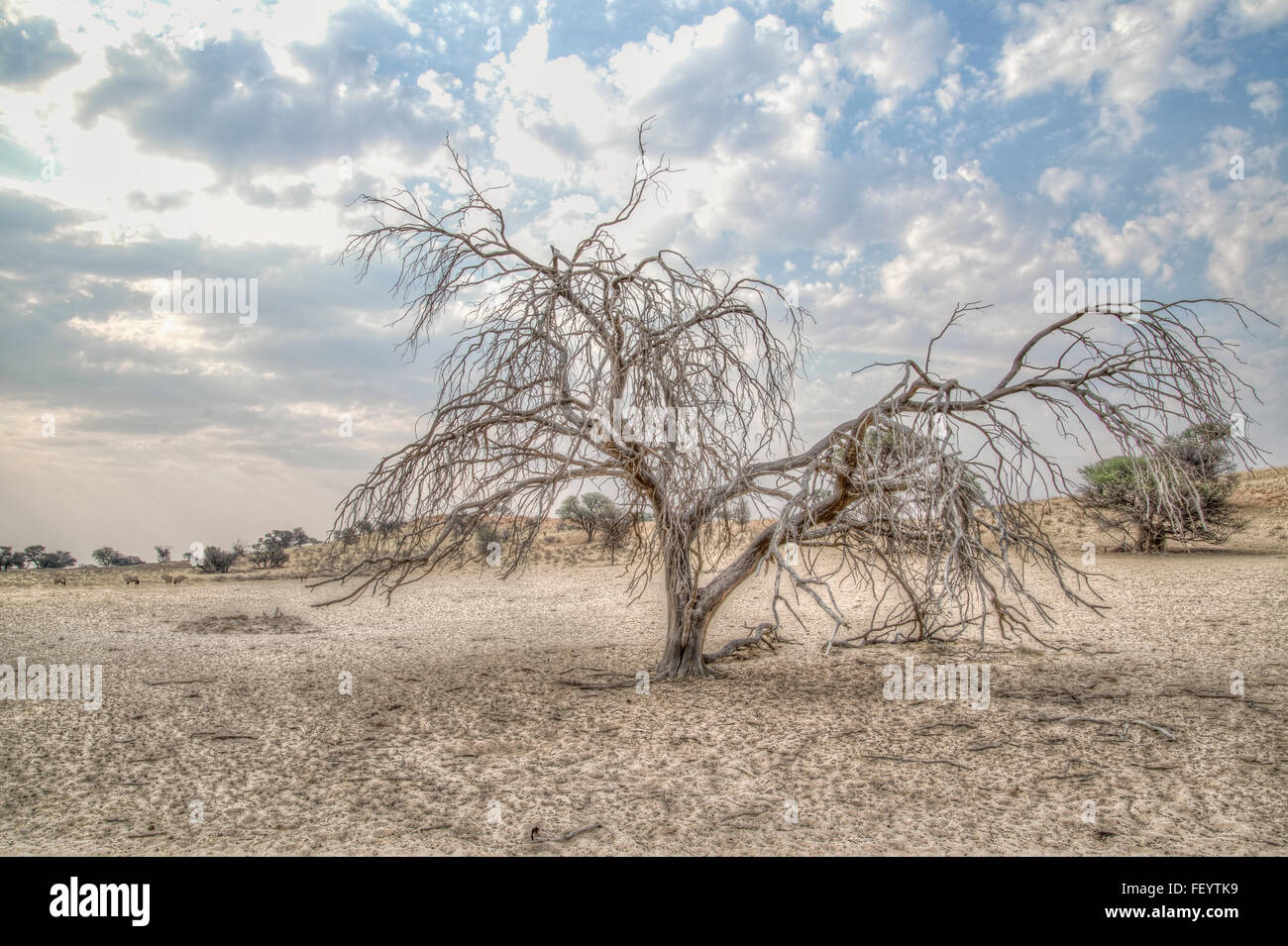 Kgalagadi national park hi-res stock photography and images - Alamy
