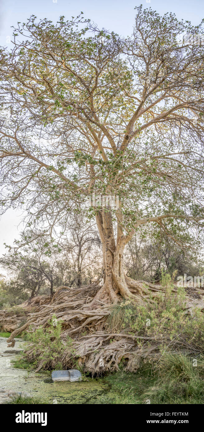Namibia, A desert oasis near Sossusvlei Africa Stock Photo - Alamy