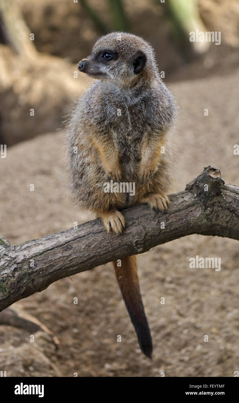 Slender Tailed Meerkat (suricata suricatta Stock Photo - Alamy