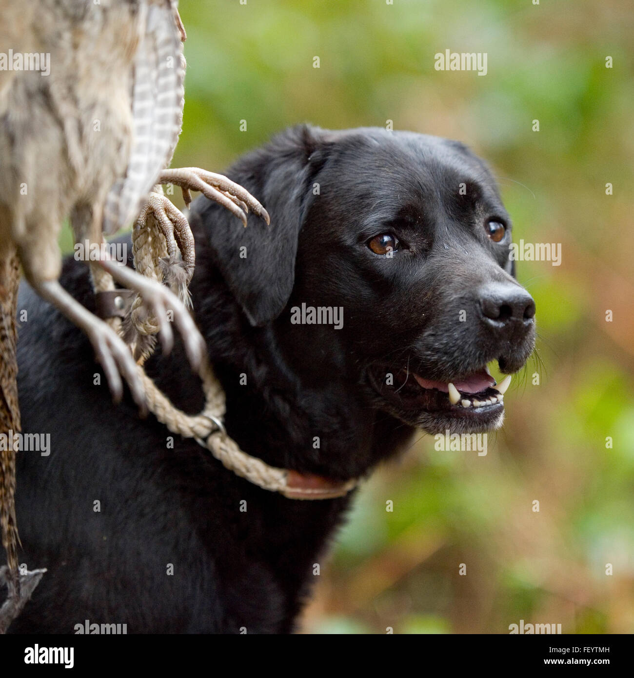 black labrador retriever on a shoot day Stock Photo - Alamy