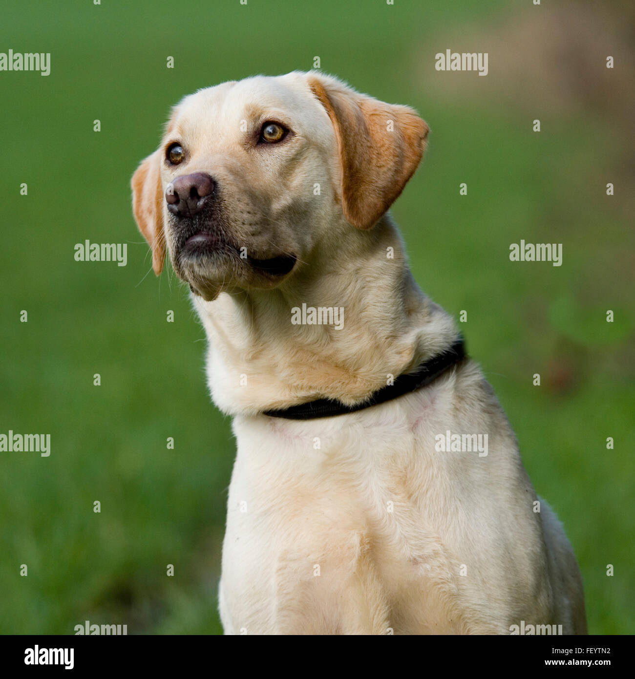yellow labrador retriever Stock Photo - Alamy