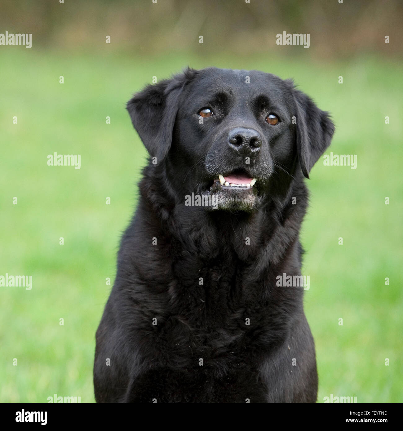 black labrador retriever Stock Photo - Alamy