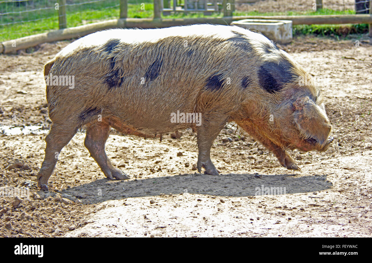 Gloucester old spot pig hi-res stock photography and images - Alamy