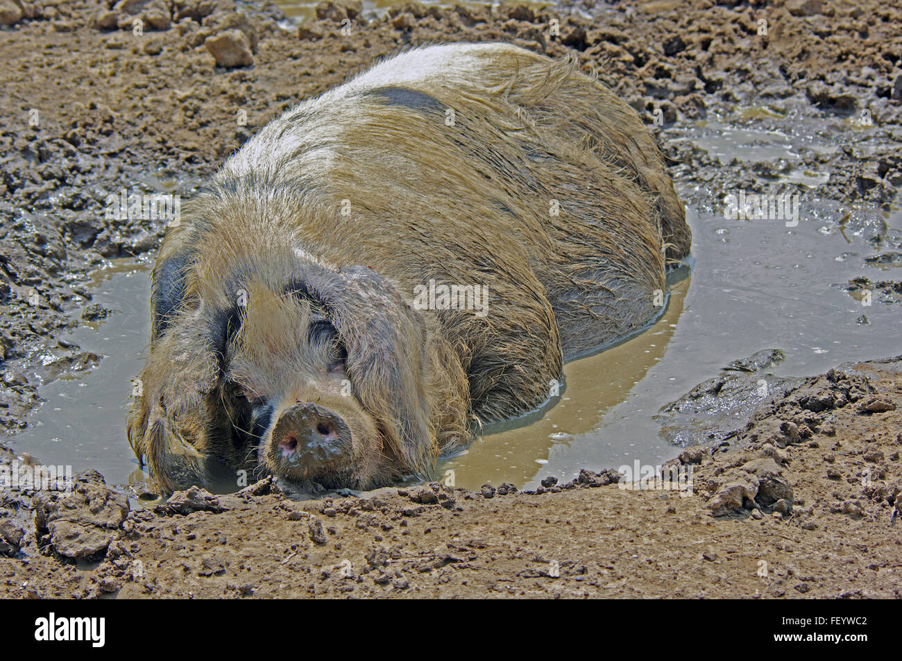 Gloucester Old Spot Pig Stock Photo - Alamy