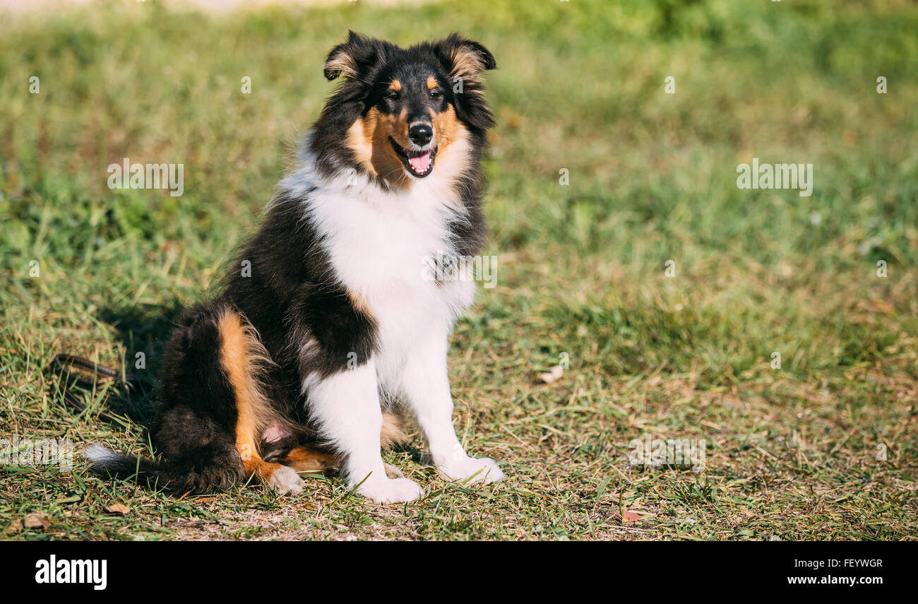 Funny Smiling Shetland Sheepdog, Sheltie, Collie Puppy Outdoors Stock ...