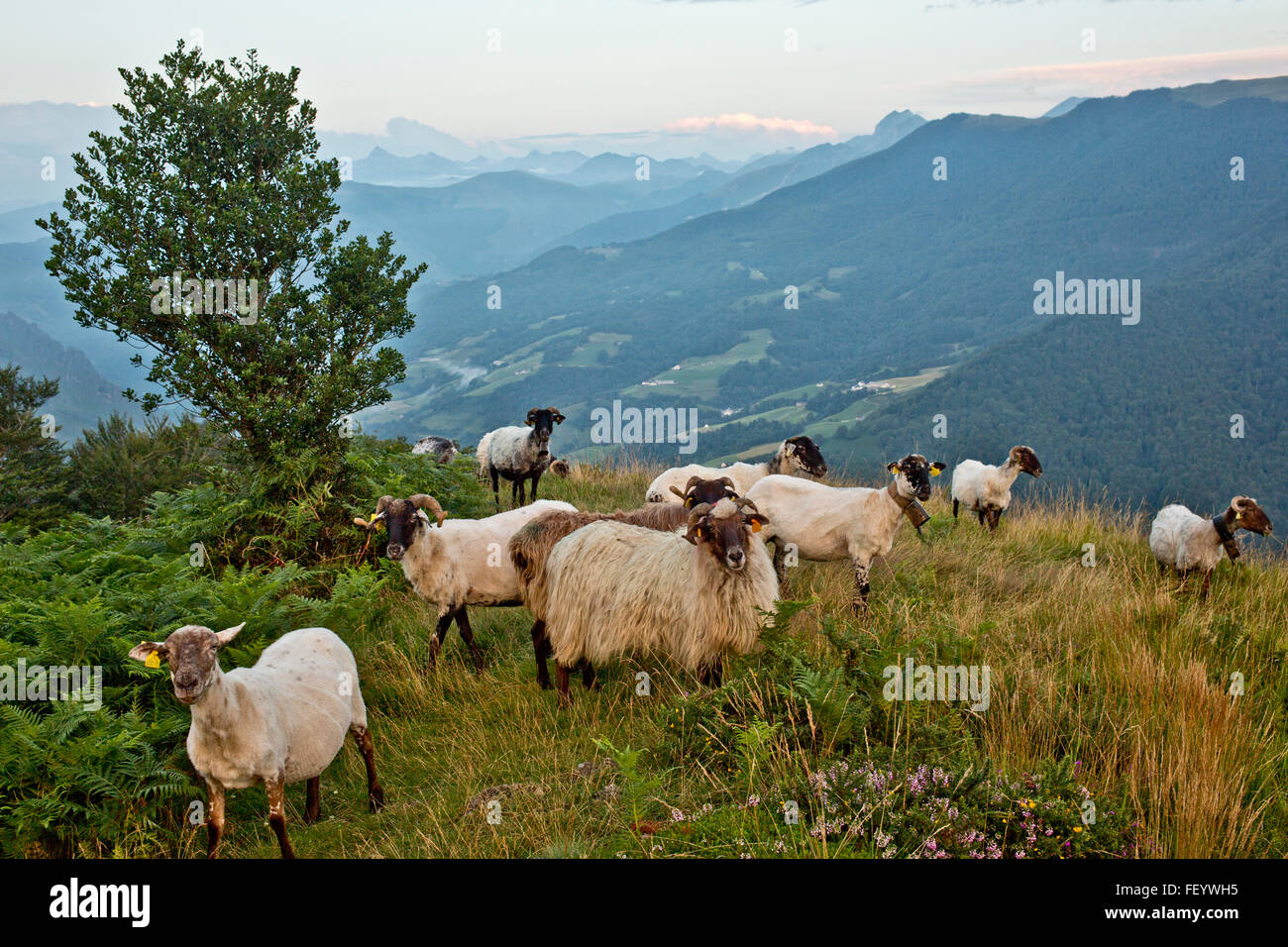 French pyrenees cattle hi-res stock photography and images - Alamy
