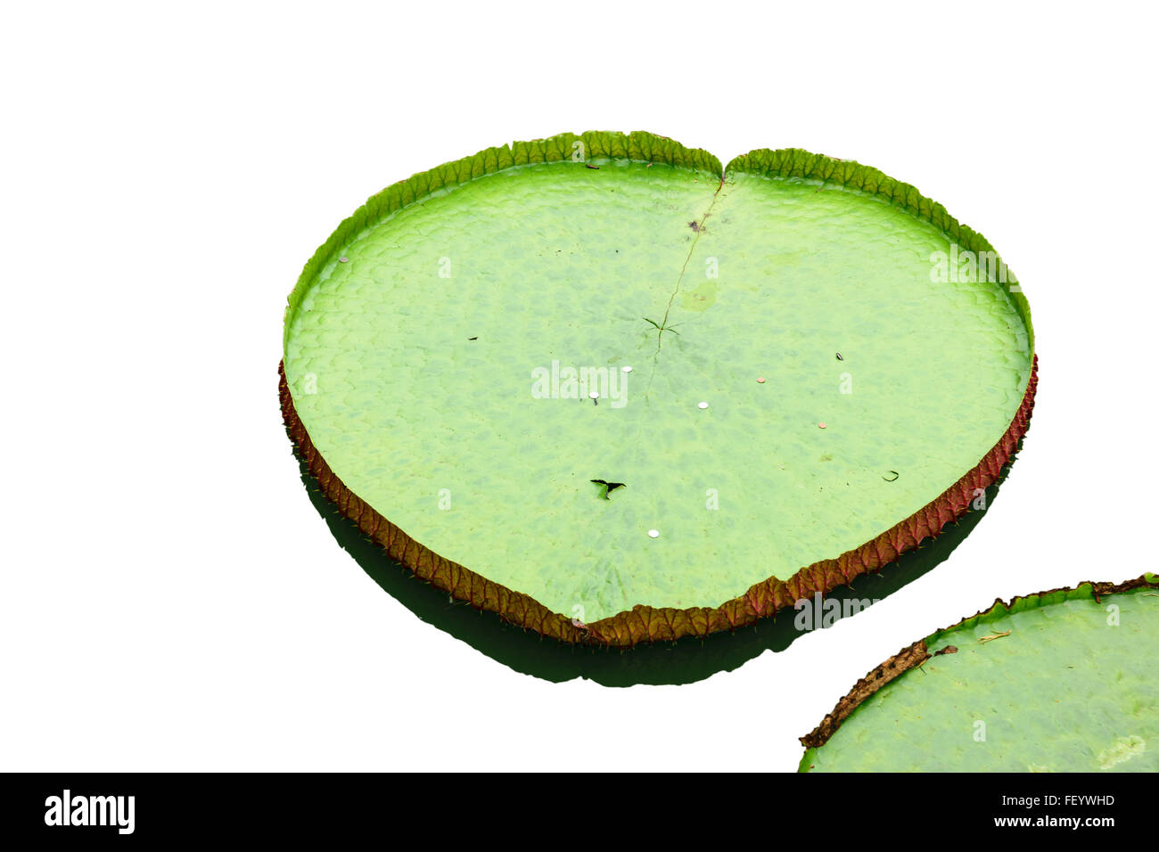 The big lotus leafs isolated on white background Stock Photo - Alamy