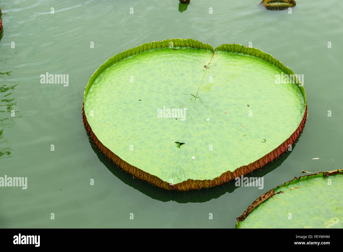 The big lotus leafs isolated on white background Stock Photo - Alamy