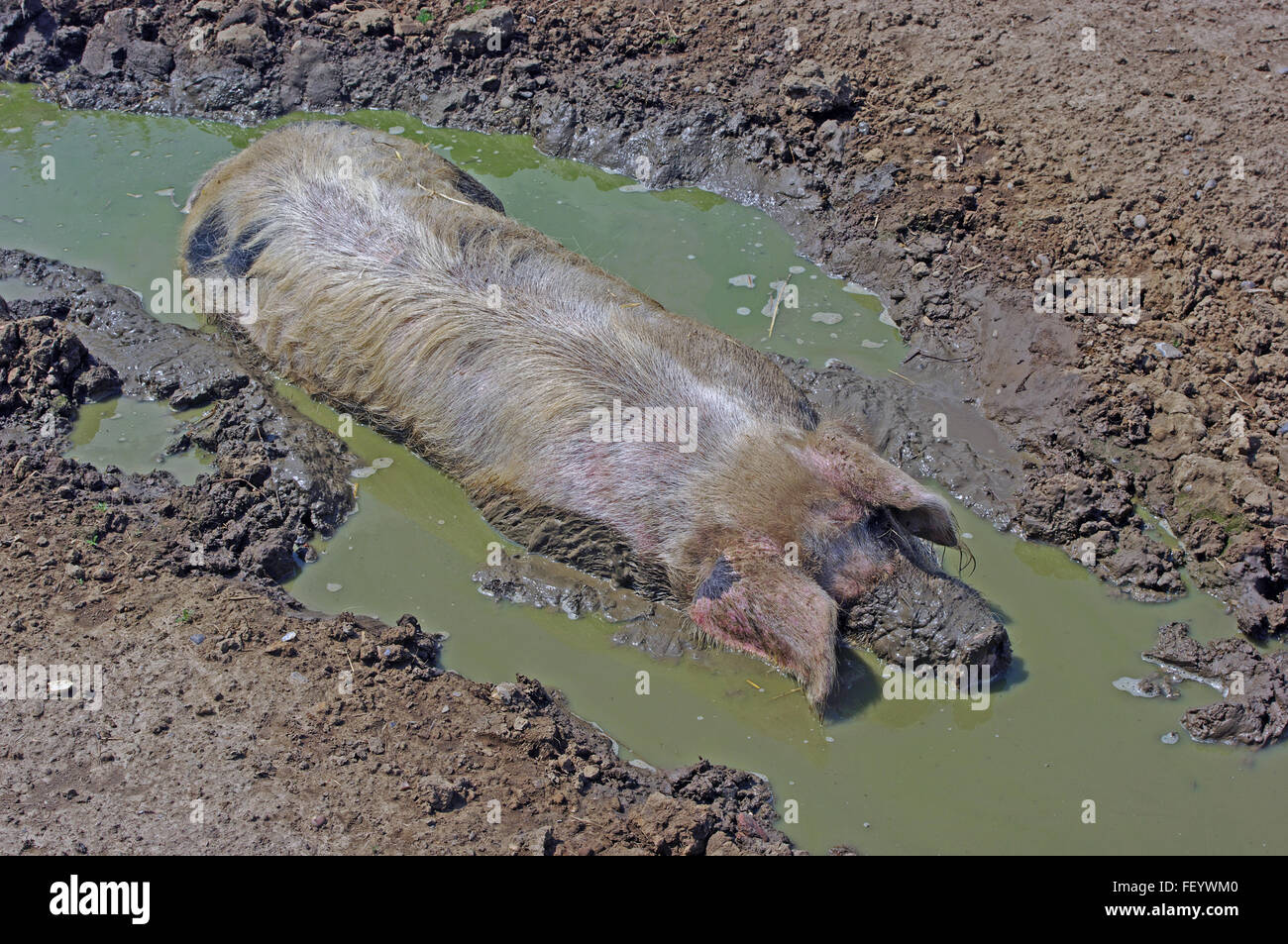 Gloucester old spot pig hi-res stock photography and images - Alamy