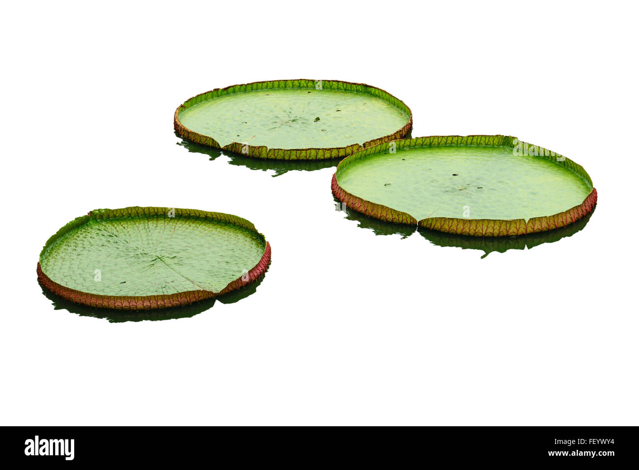 The big lotus leafs isolated on white background Stock Photo - Alamy