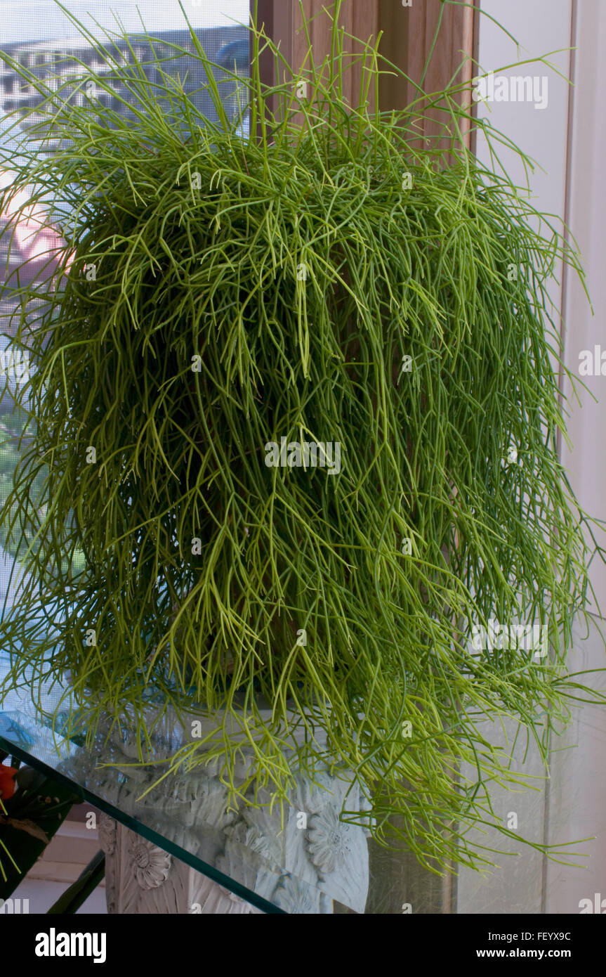 Rhipsalis hi-res stock photography and images - Alamy
