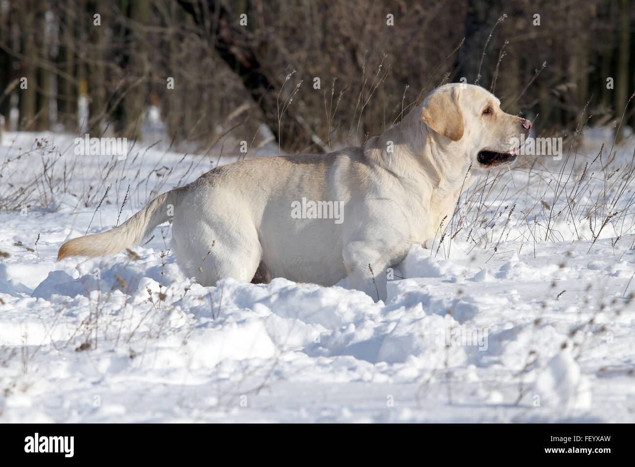the yellow labrador in the snow in winter Stock Photo - Alamy