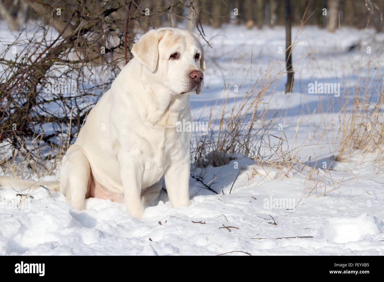 yellow labrador in the snow in winter Stock Photo - Alamy