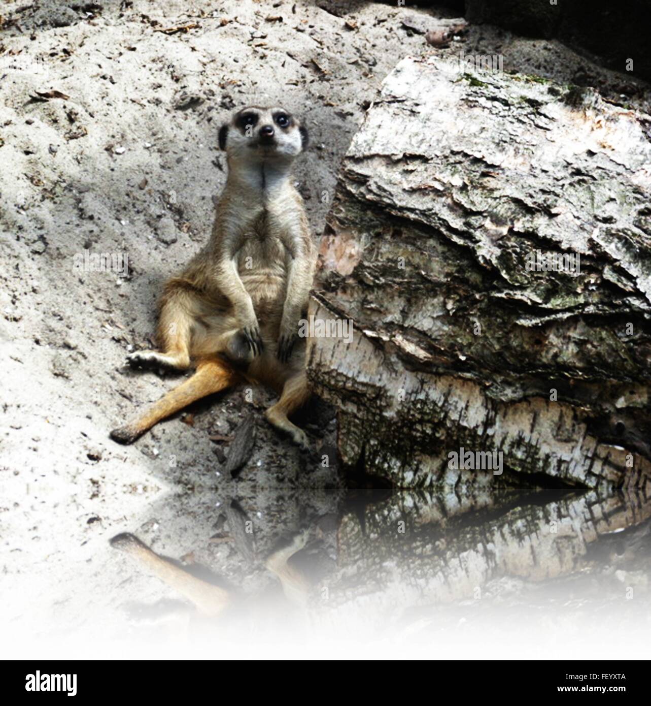 Fur bearing animal hi-res stock photography and images - Alamy