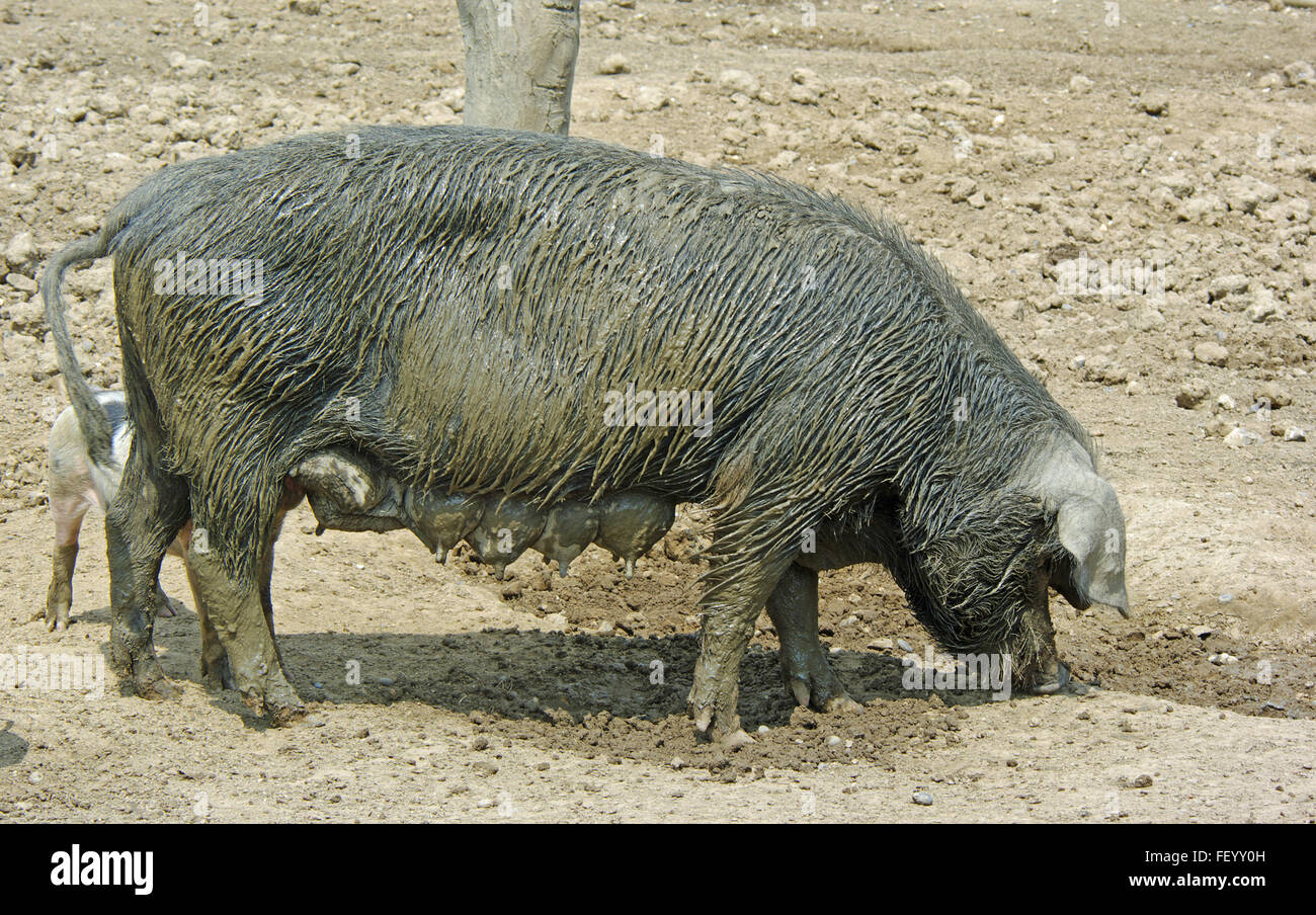 Large black sow hi-res stock photography and images - Alamy