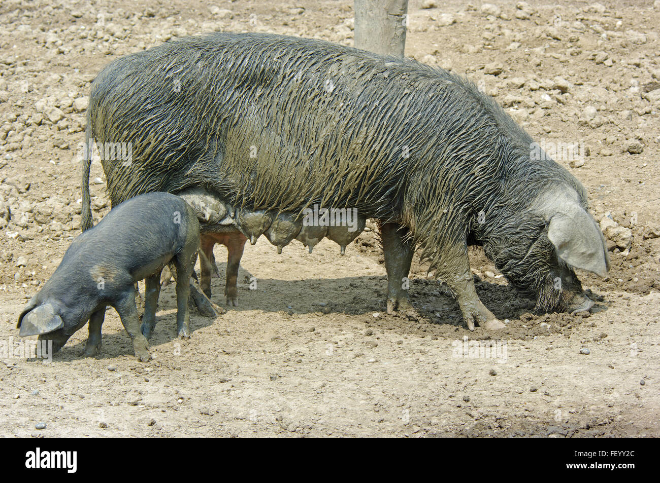 Large black sow hi-res stock photography and images - Alamy