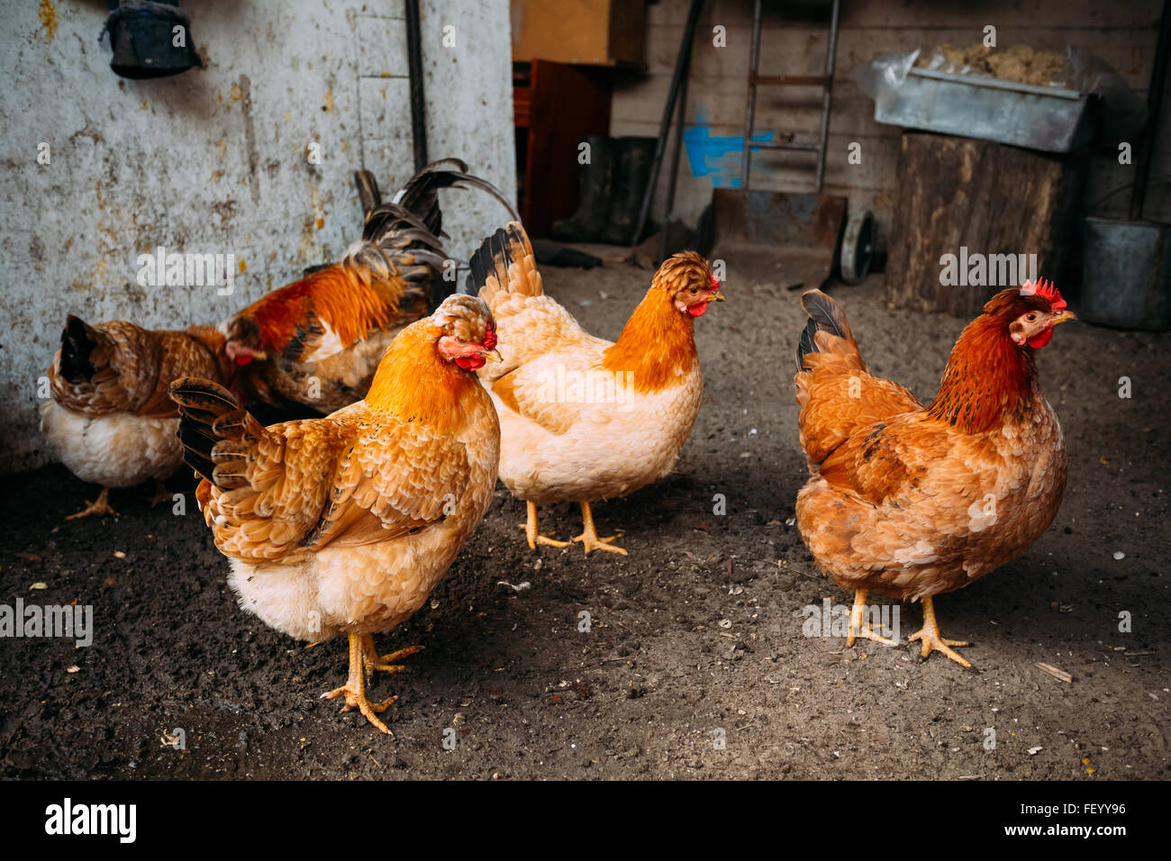 Chicken in the yard hi-res stock photography and images - Alamy