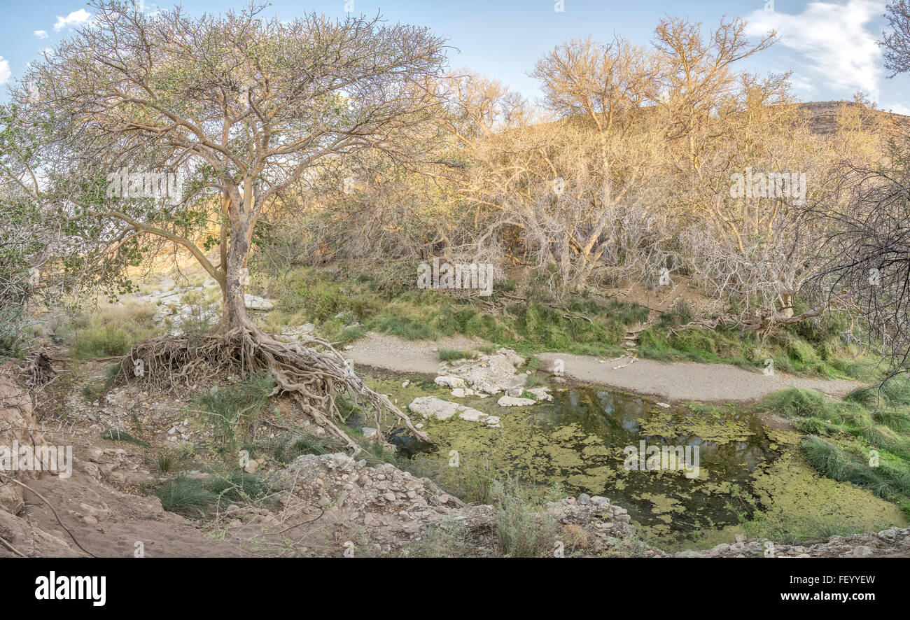 Namibia, A desert oasis near Sossusvlei Africa Stock Photo - Alamy
