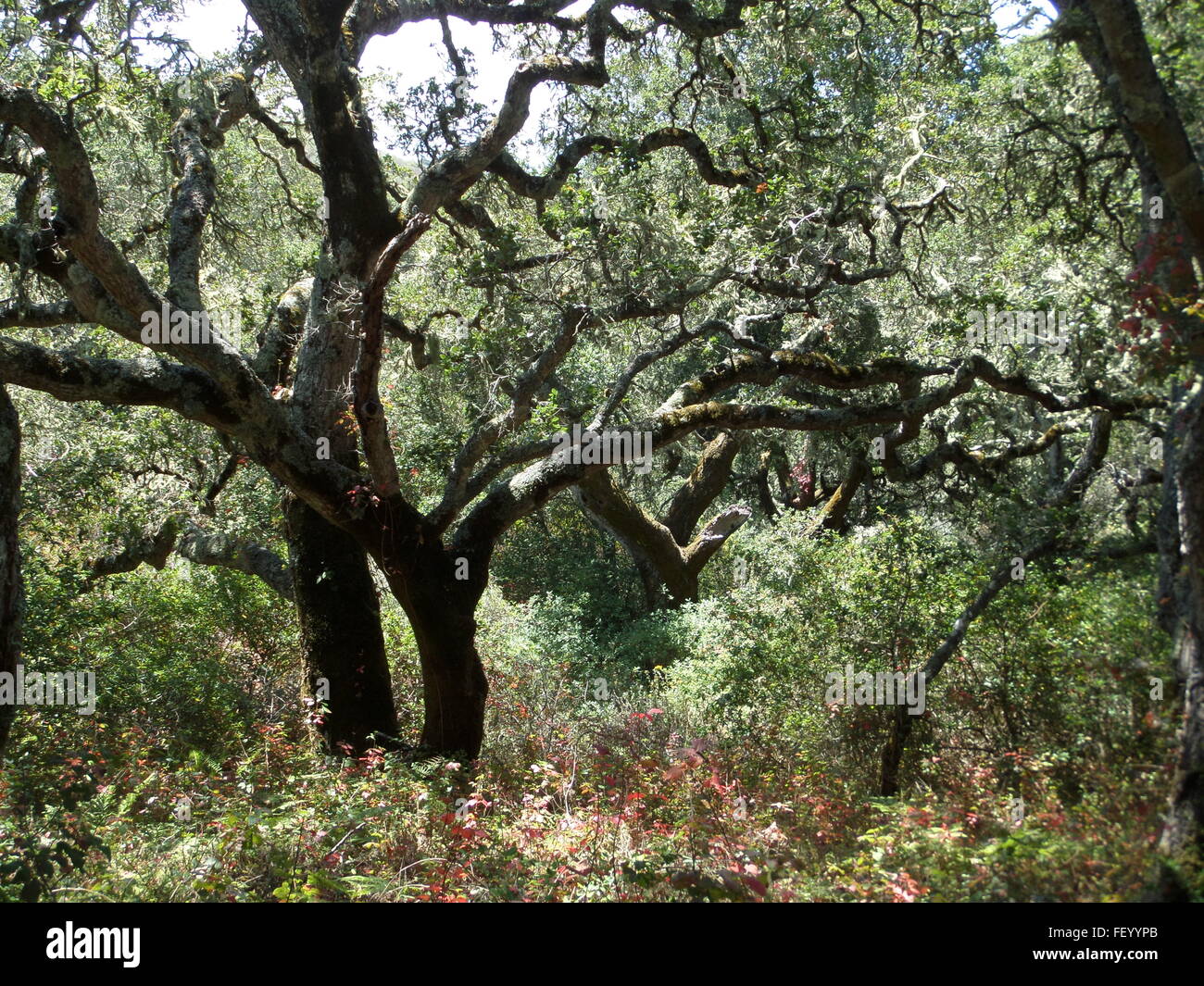Curly Tree branches Stock Photo - Alamy
