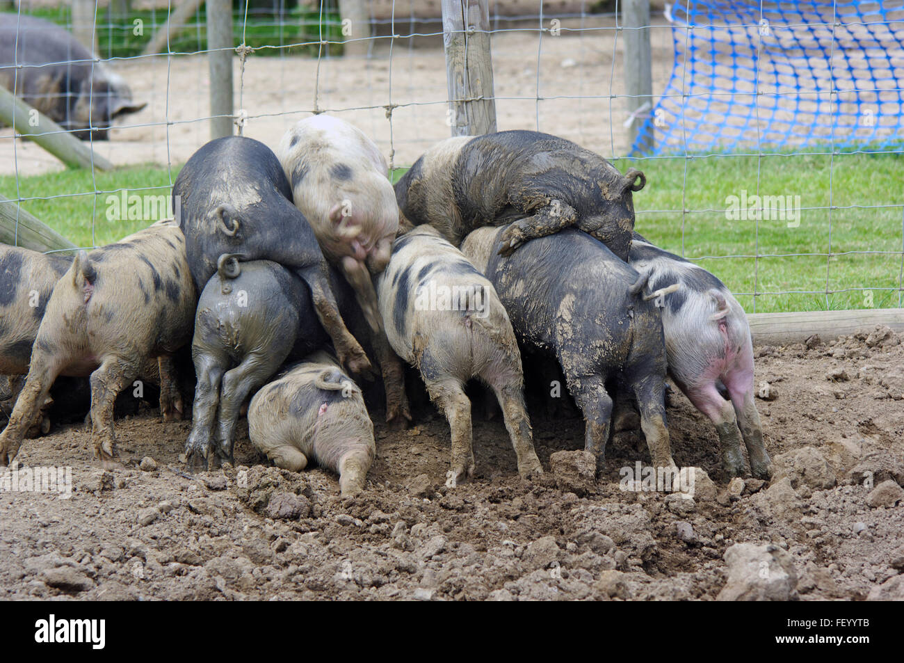 Mixed Race Piglets, Sow is a Large Black Pig Stock Photo - Alamy