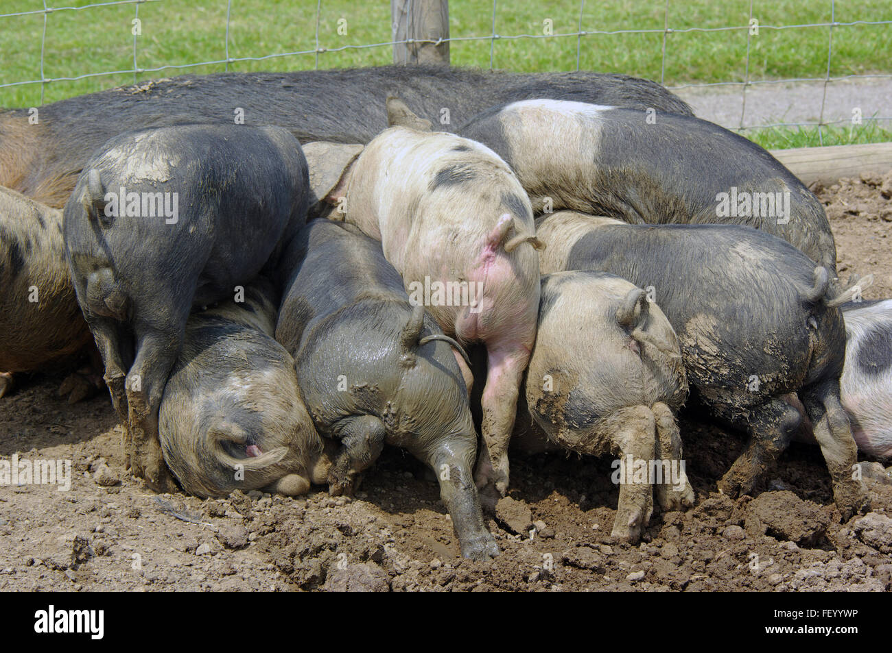 Mixed Race Piglets, Sow is a Large Black Pig Stock Photo - Alamy