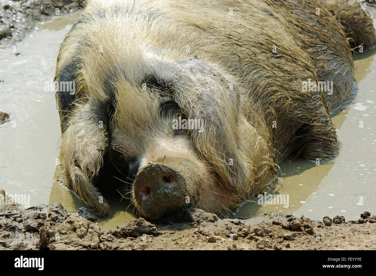 Pig laying mud hi-res stock photography and images - Alamy