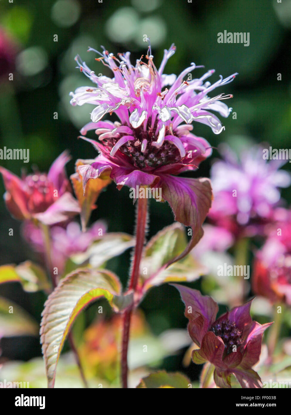 Monarda fistulosa hi-res stock photography and images - Alamy