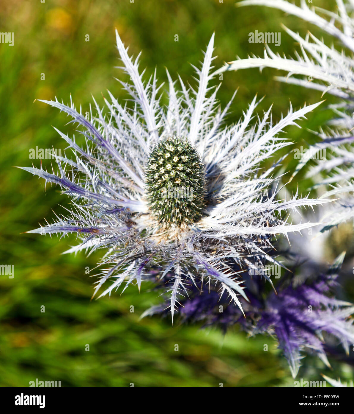Sea Holly or Eryngium flower Stock Photo - Alamy