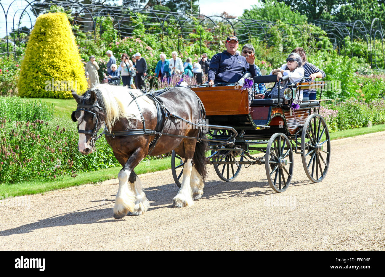 A horse and carriage taking visitors around Trentham Gardens Stoke on ...