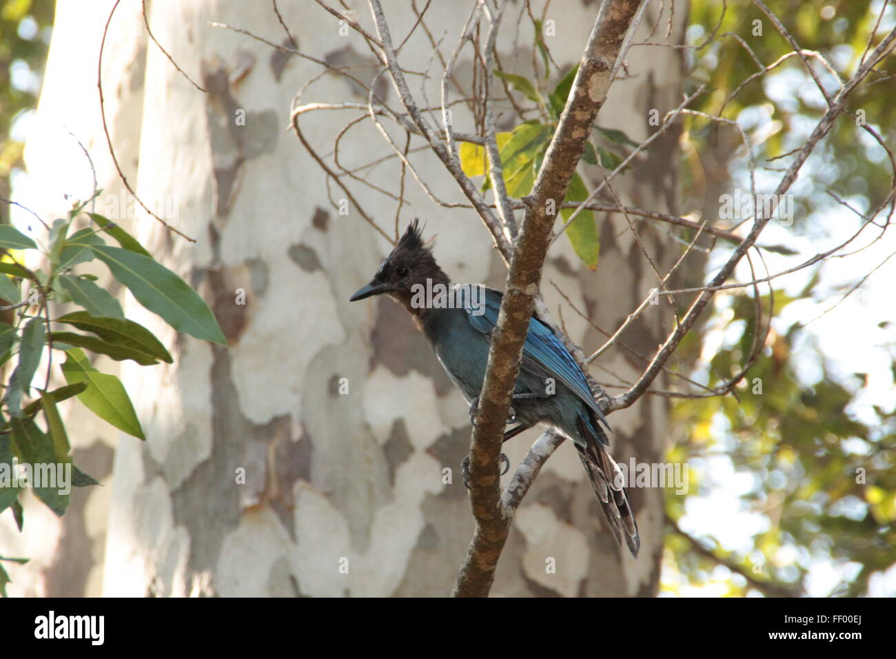 North american blue jay in tree hi-res stock photography and images - Alamy