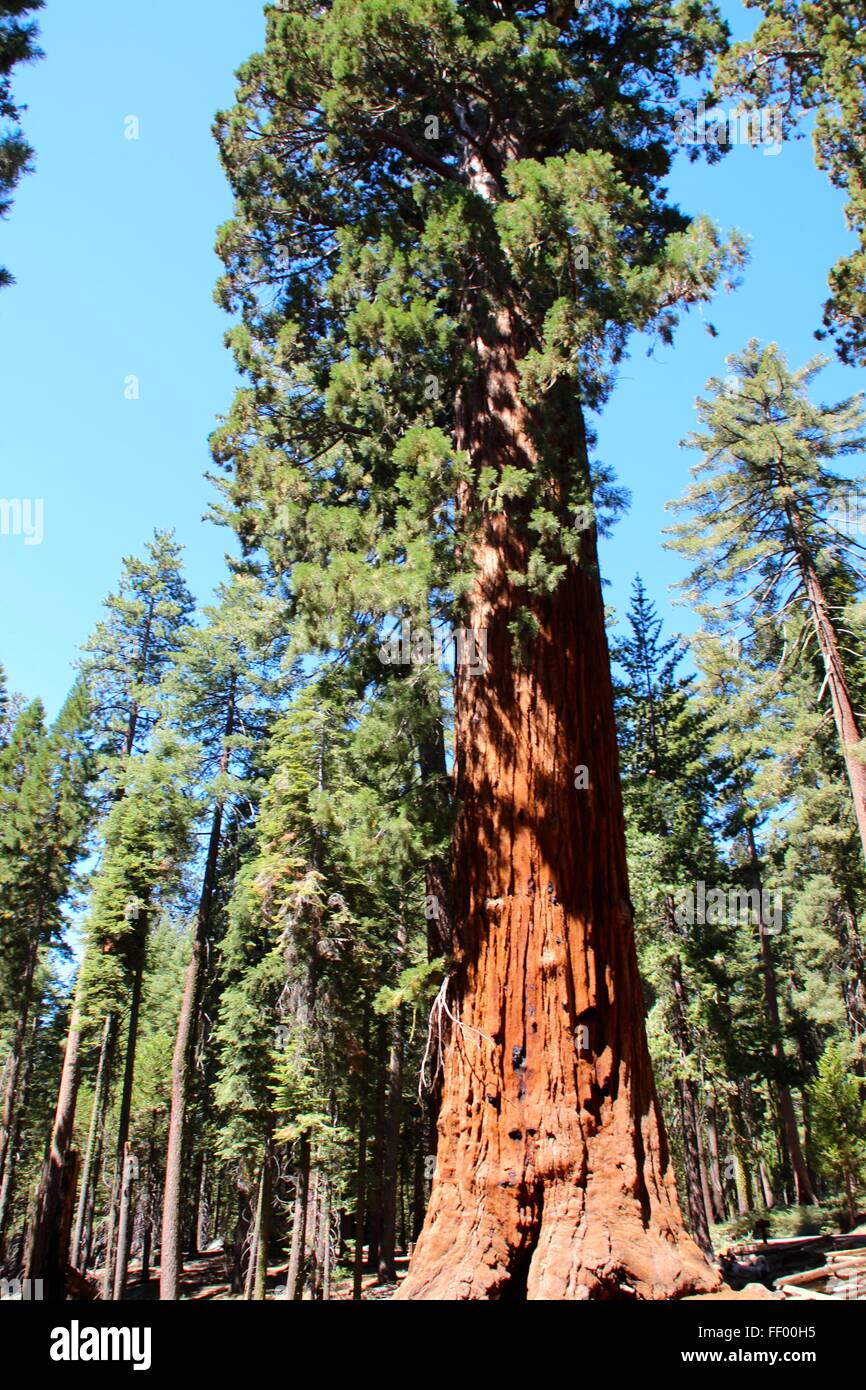 Giant trees hi-res stock photography and images - Alamy